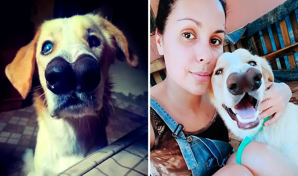 Facebook viral: Joaquín, el perro con ‘hocico leporino’ que pide apoyar ...