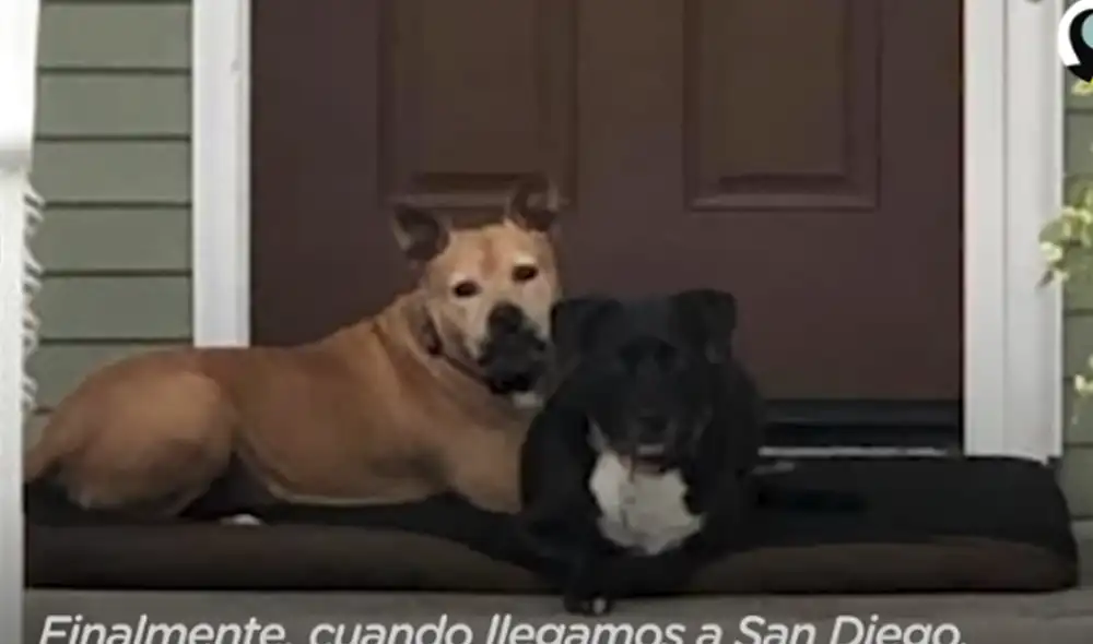 YouTube viral: Bridget y Louie, los perros que fueron abandonados fuera ...