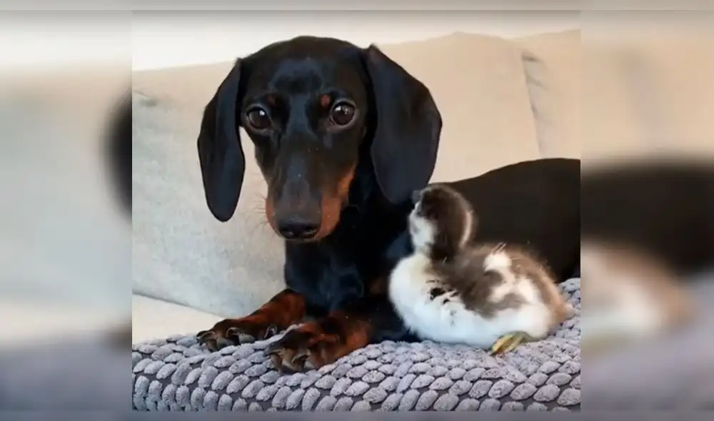 Facebook: Perro y pato son criados juntos y la relación que hay entre ...