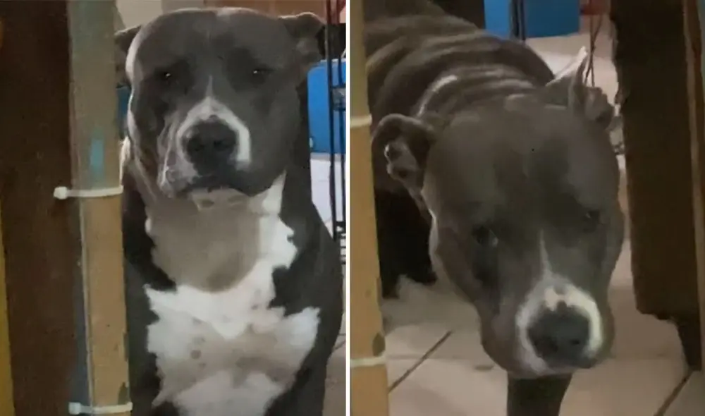 Facebook viral: perro se ‘resiente’ con su dueña y tiene ‘dramático ...
