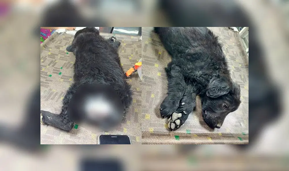 Tacna: Atacan con una navaja a un perro y le cortan la cola [VIDEO ...