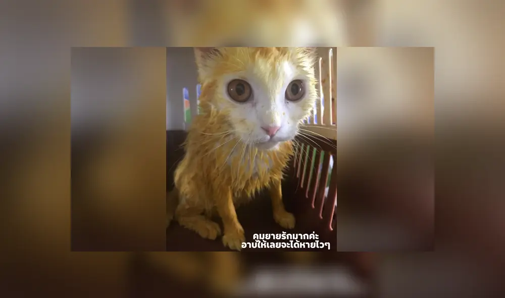 Facebook viral: Gato queda con pelaje amarillo luego de que le pusieran ...