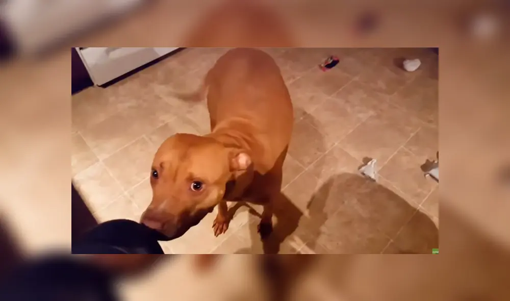 YouTube viral: perro es regañado tras hacer una travesura, pero su ...