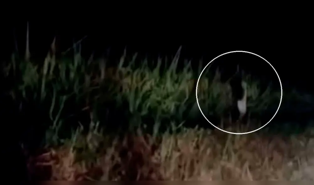 YouTube viral: terror genera terrorífica criatura humanoide filmada ...