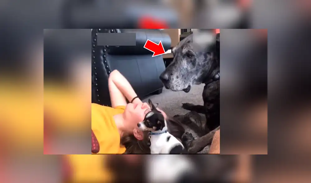 Facebook viral: perro “egoísta” quiere todos los mimos de su dueña y ...