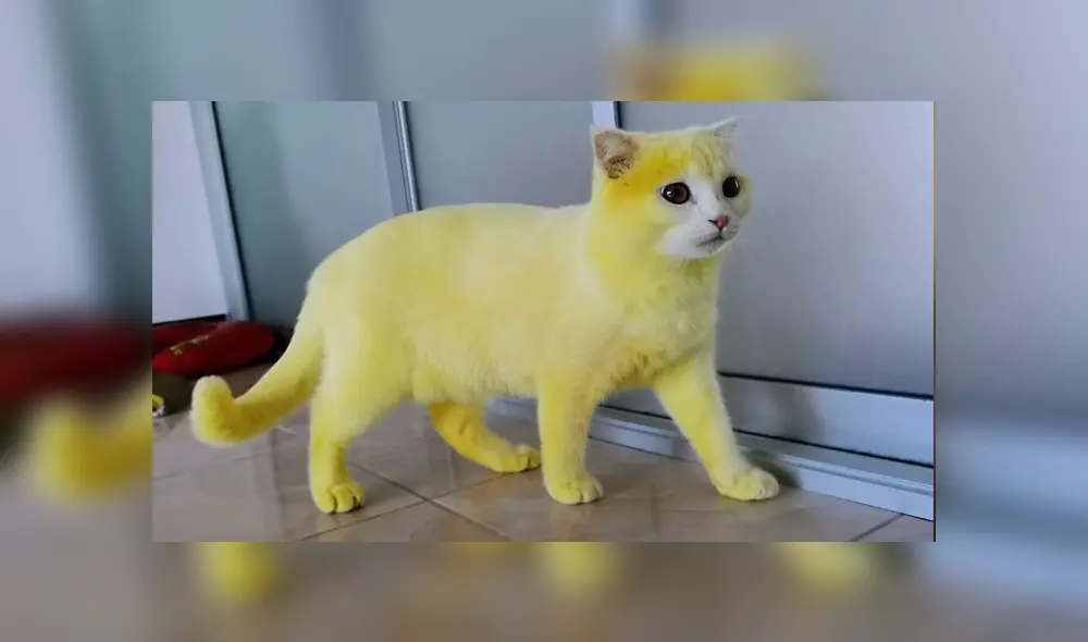 Facebook viral: Gato queda con pelaje amarillo luego de que le pusieran ...