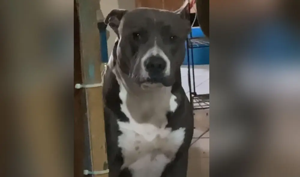 Facebook viral: perro se ‘resiente’ con su dueña y tiene ‘dramático ...