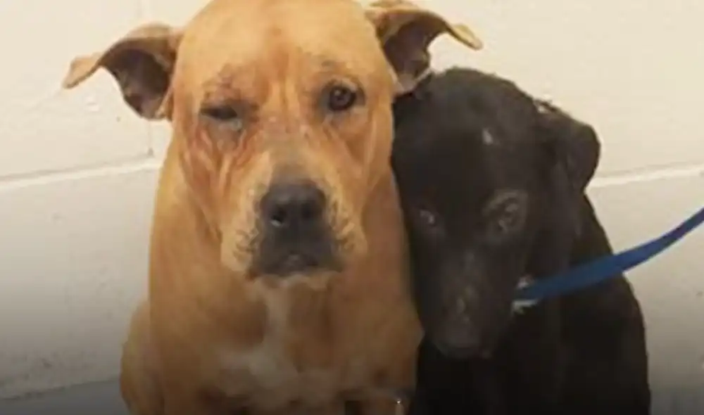 YouTube viral: Bridget y Louie, los perros que fueron abandonados fuera ...