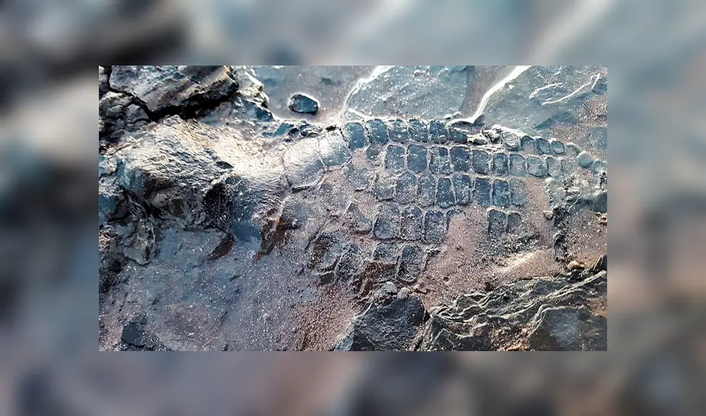 Inglaterra: Perros hallan el esqueleto de un animal prehistórico en la ...