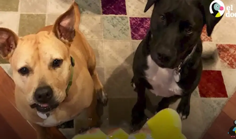 YouTube viral: Bridget y Louie, los perros que fueron abandonados fuera ...
