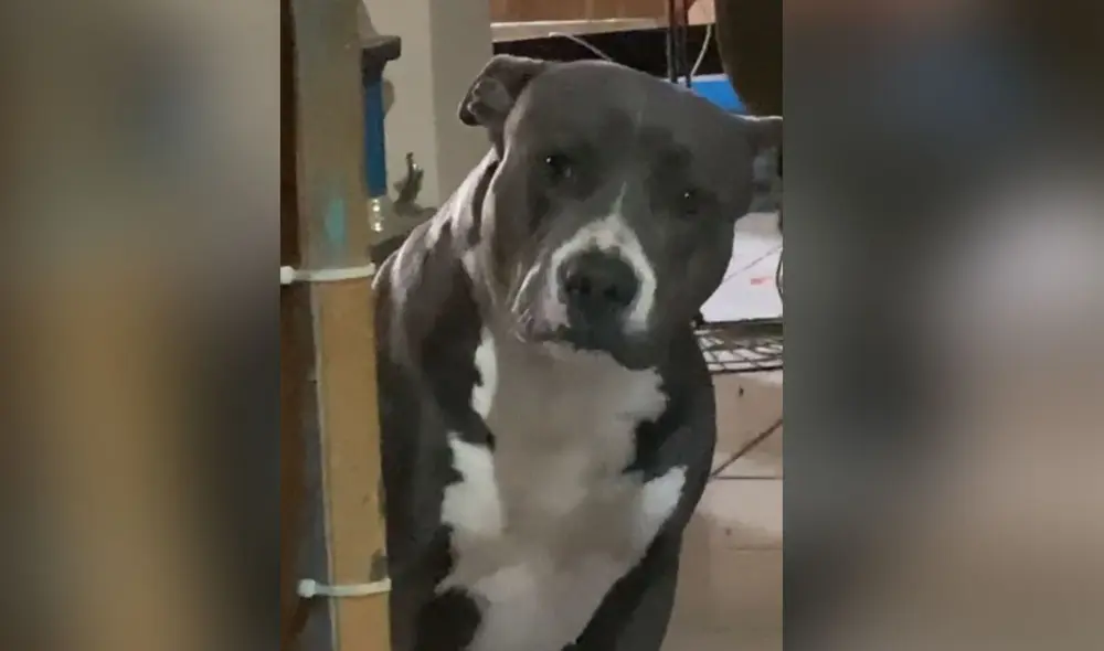 Facebook viral: perro se ‘resiente’ con su dueña y tiene ‘dramático ...