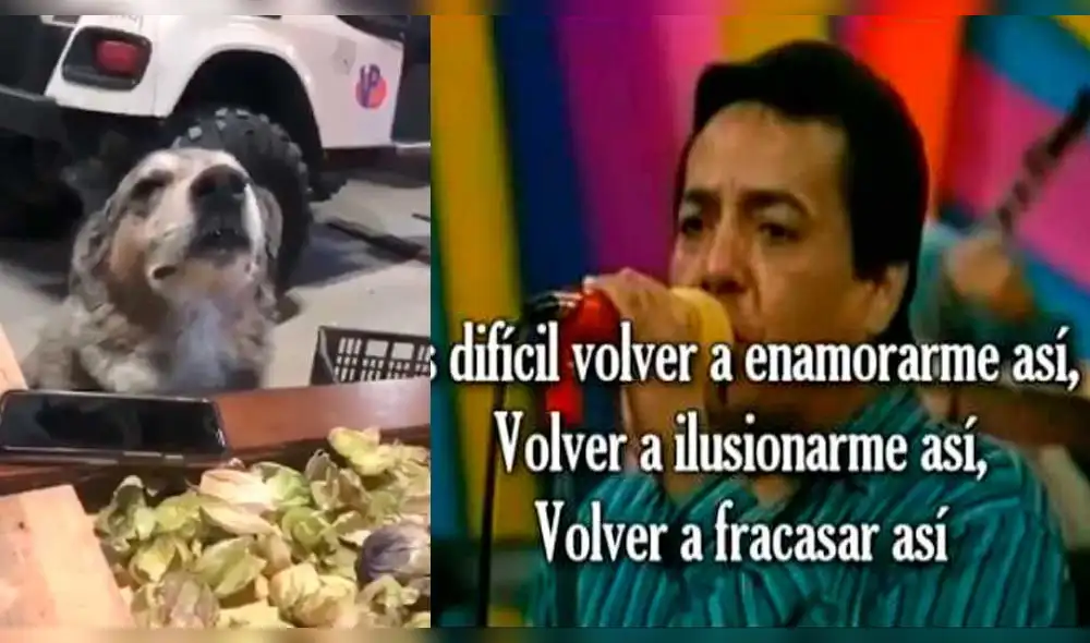 Facebook: reacción de 'perro salsero' al oír canción del Grupo Niche ...
