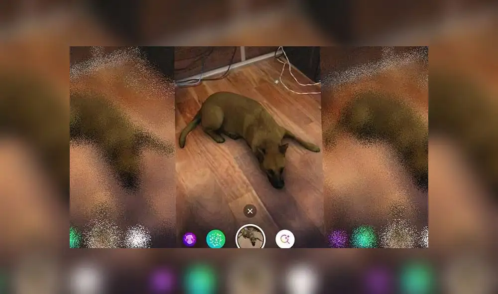 Instagram: nuevo filtro de perro 'sasha dog' es la pesadilla de las ...