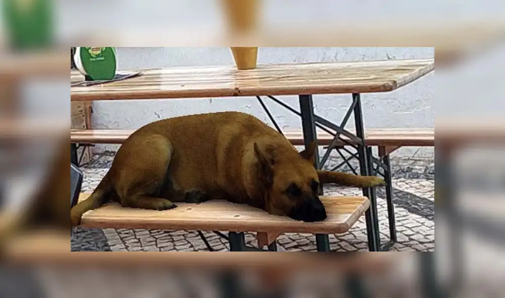 Instagram: nuevo filtro de perro 'sasha dog' es la pesadilla de las ...