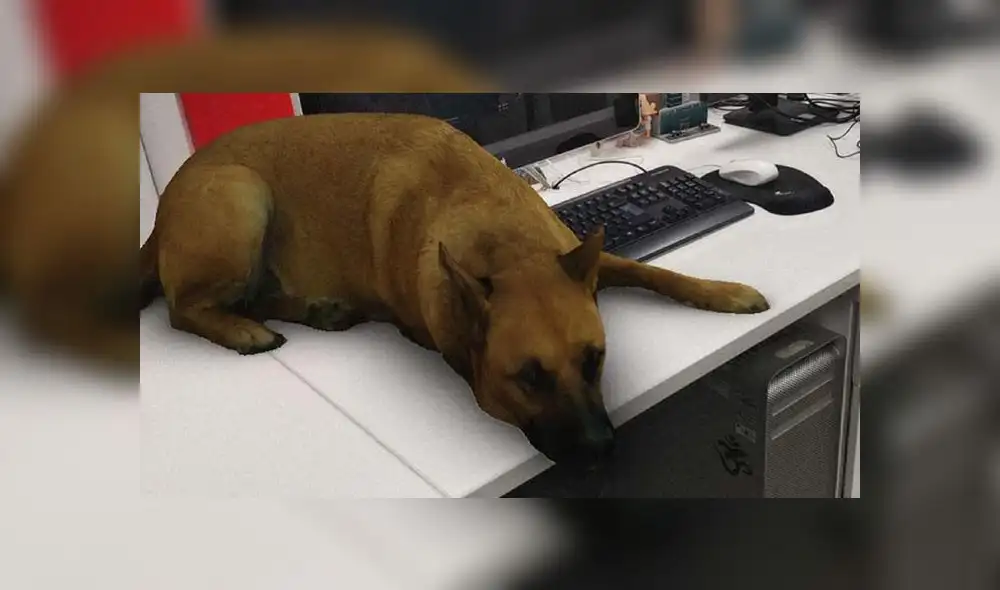 Instagram: nuevo filtro de perro 'sasha dog' es la pesadilla de las ...