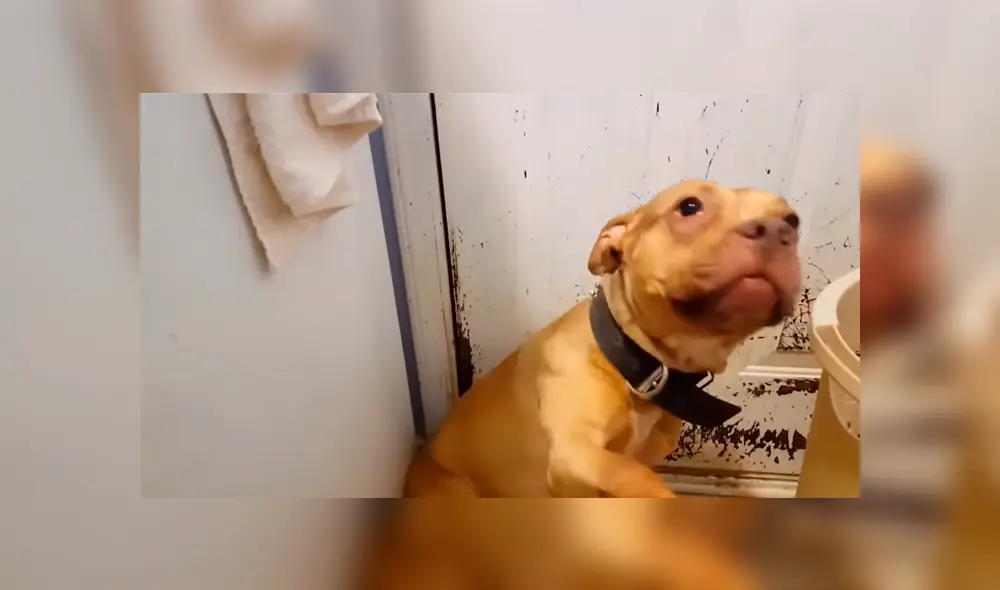 YouTube viral: perro es regañado tras hacer una travesura, pero su ...