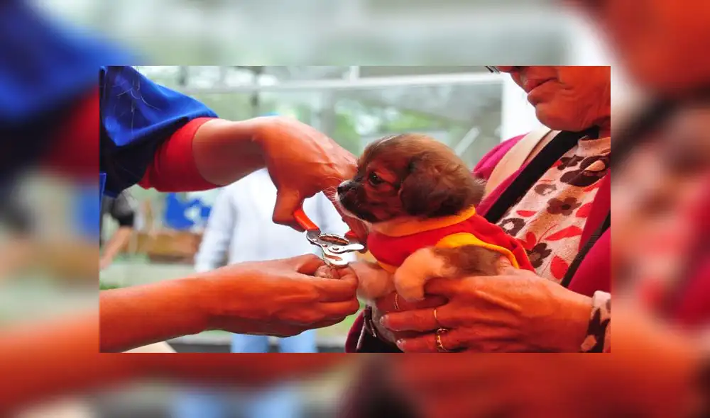 Lince: realizarán campaña veterinaria gratuita | undefined | La República