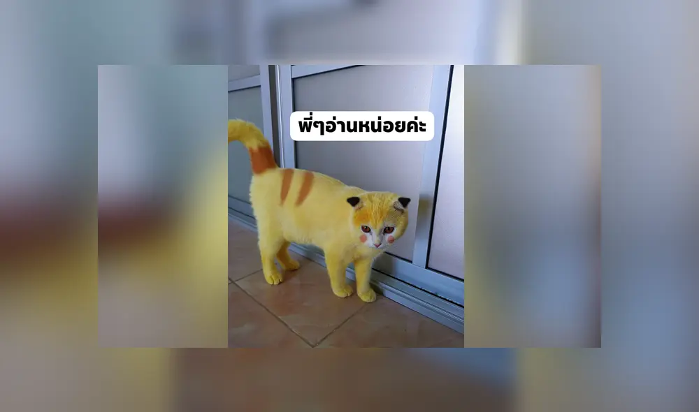 Facebook viral: Gato queda con pelaje amarillo luego de que le pusieran ...
