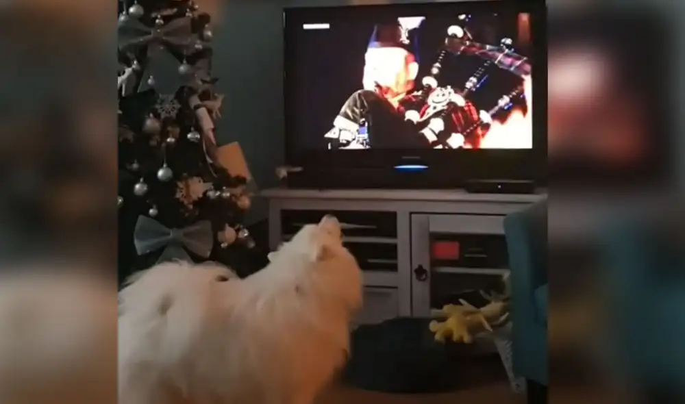 YouTube viral: Perro ve a músico tocando la gaita y le sigue el ritmo ...