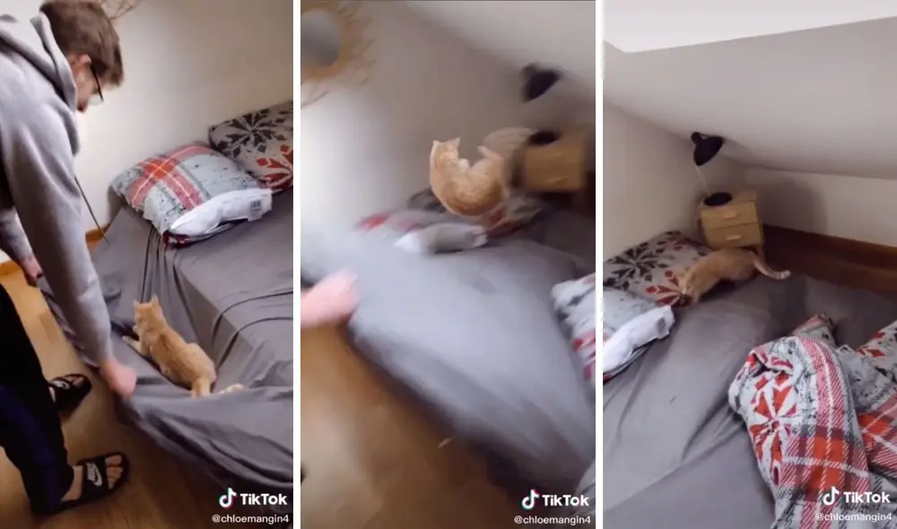 TikTok viral: Gatito se divierte siendo lanzado a la cama por su dueño ...