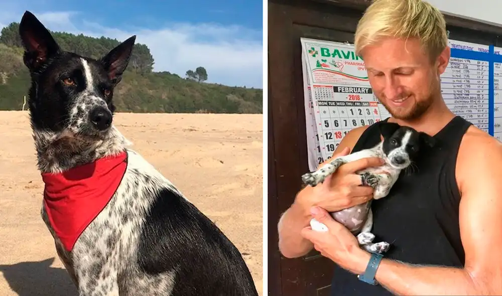 Facebook viral: Perrita no tolera separarse de sus amos y camina 11 km ...
