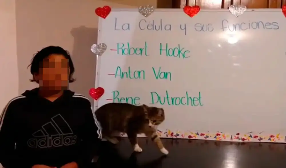 Tiktok Viral Gato Aparece En La Exposición De Su Pequeño Dueño Durante