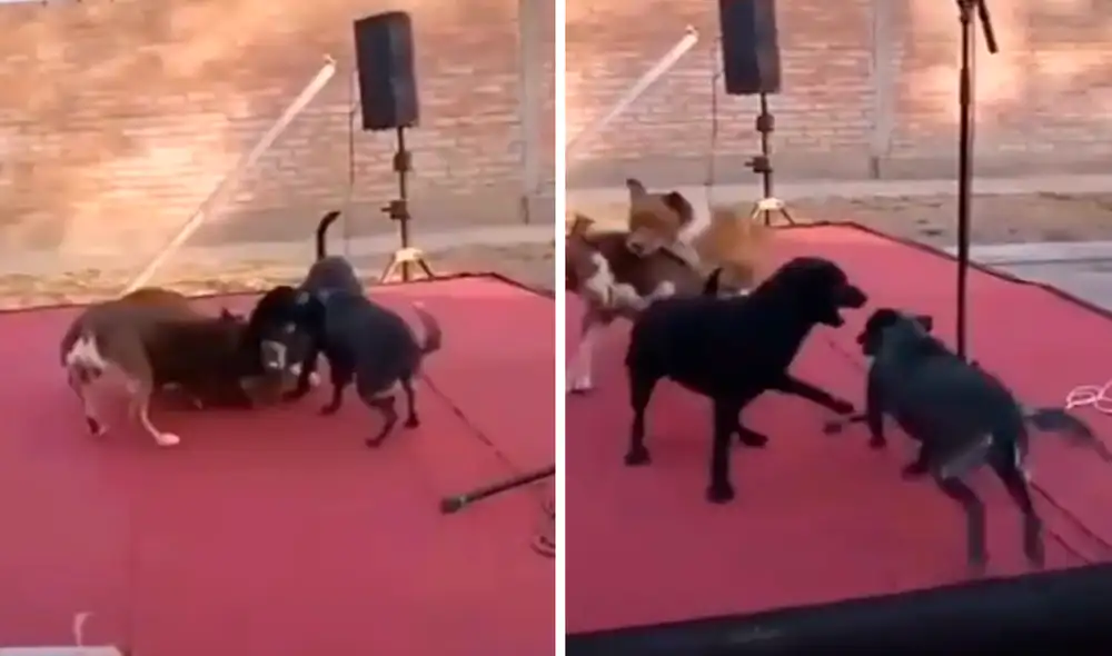 TikTok viral: perros suben a un estrado y protagonizan divertido show ...