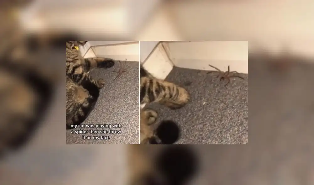 TikTok viral: Joven graba a su gata jugando con una araña sin pensar ...