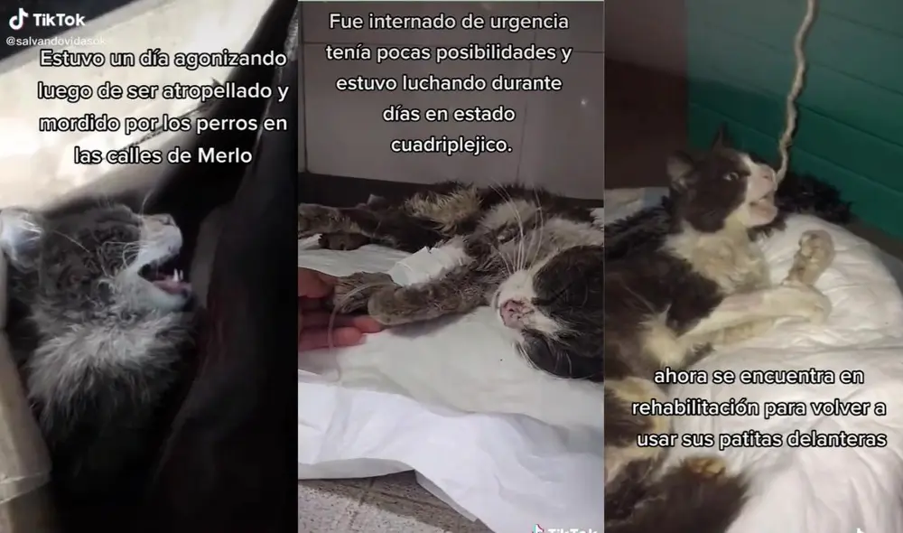 TikTok viral: Rescatan a gatito que estuvo a punto de morir tras ser ...