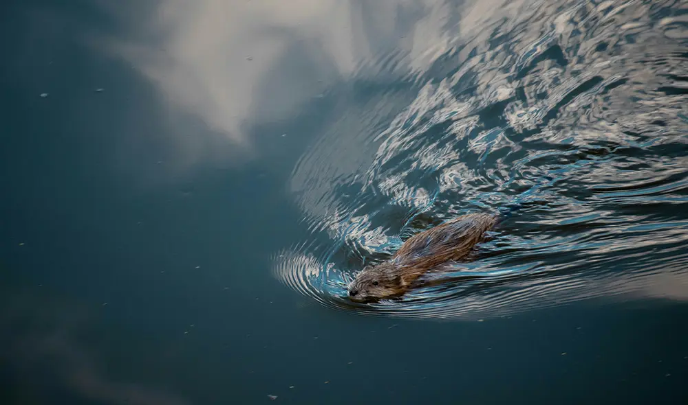 Este es el animal que podría salvar al mundo del cambio climático ...