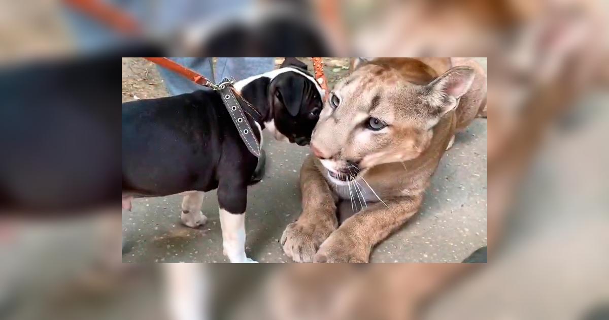 YouTube viral: tierno perro bebé trata de lamer a feroz puma y ocurre ...