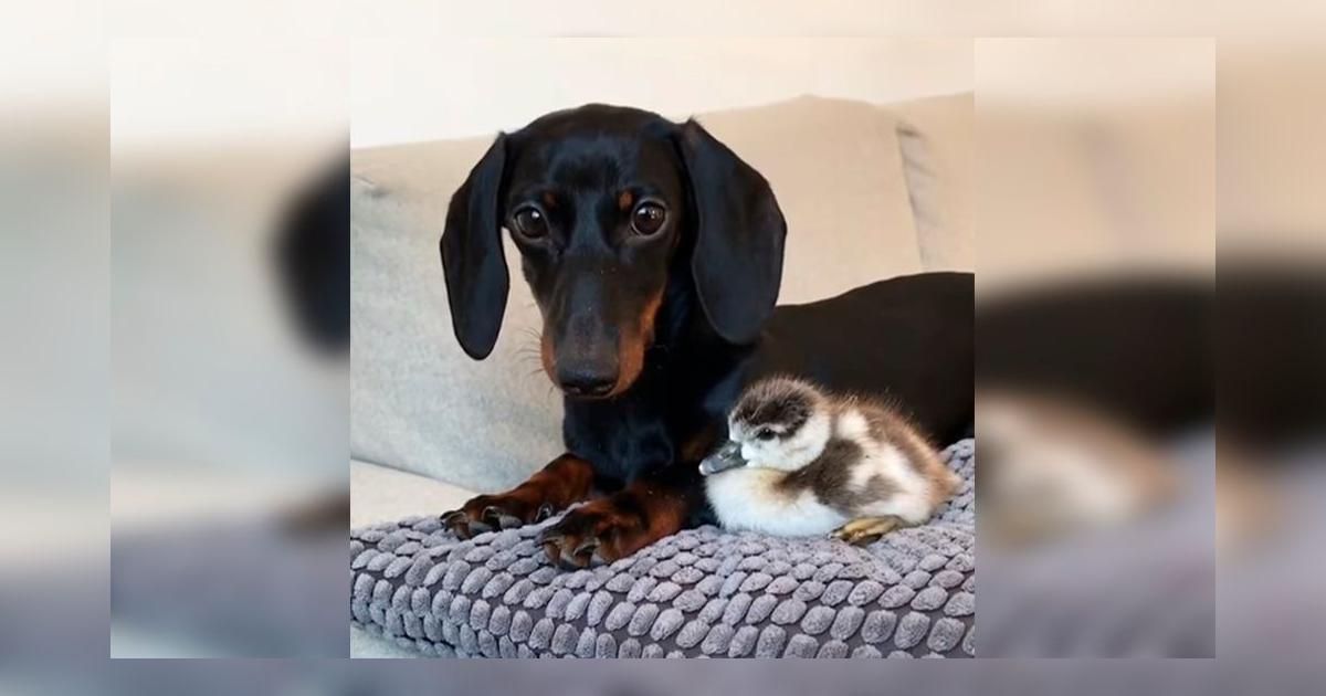 Facebook: Perro y pato son criados juntos y la relación que hay entre ...