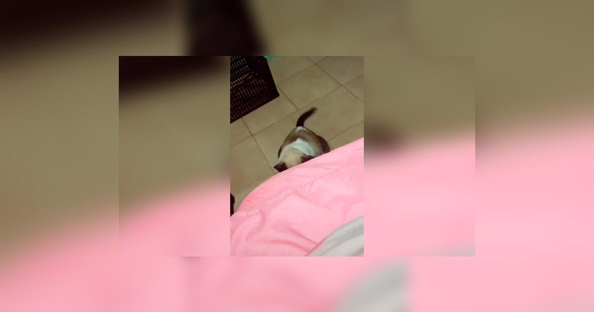 Facebook viral: joven juega a 'las preguntas' con su gato y este brinda ...