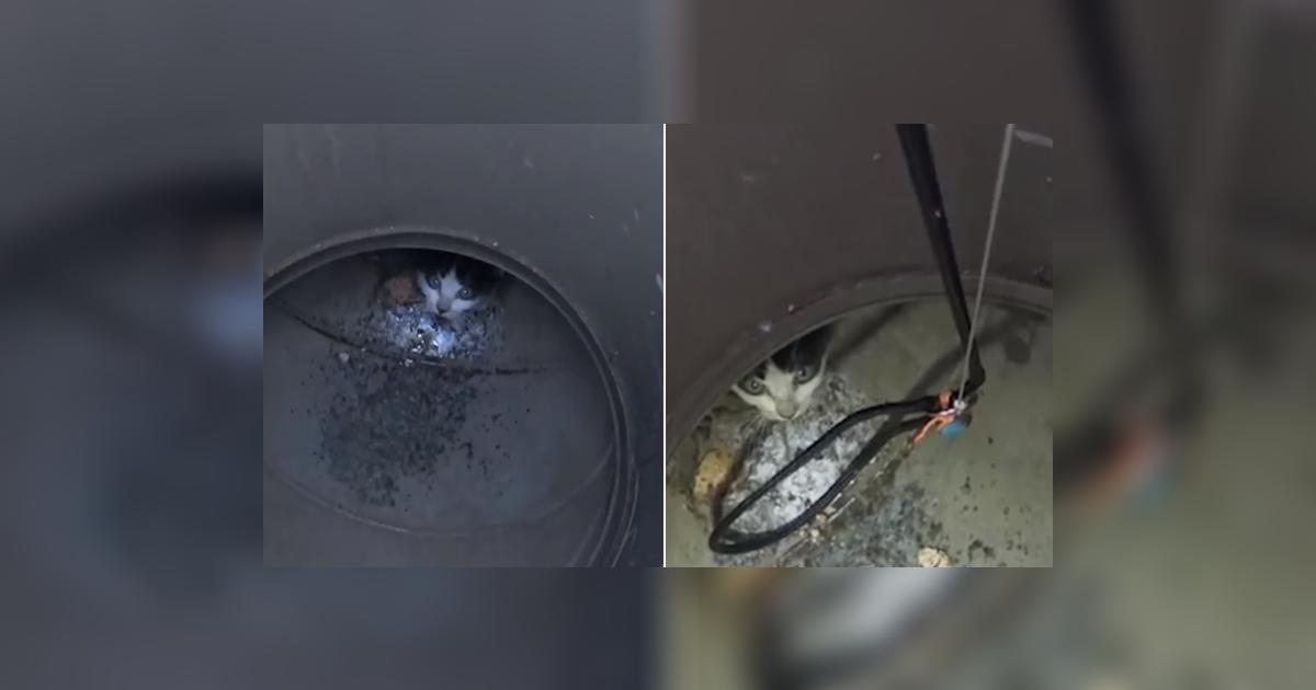 Facebook viral: Rescatistas encuentran a gato atrapado en un hoyo y ...