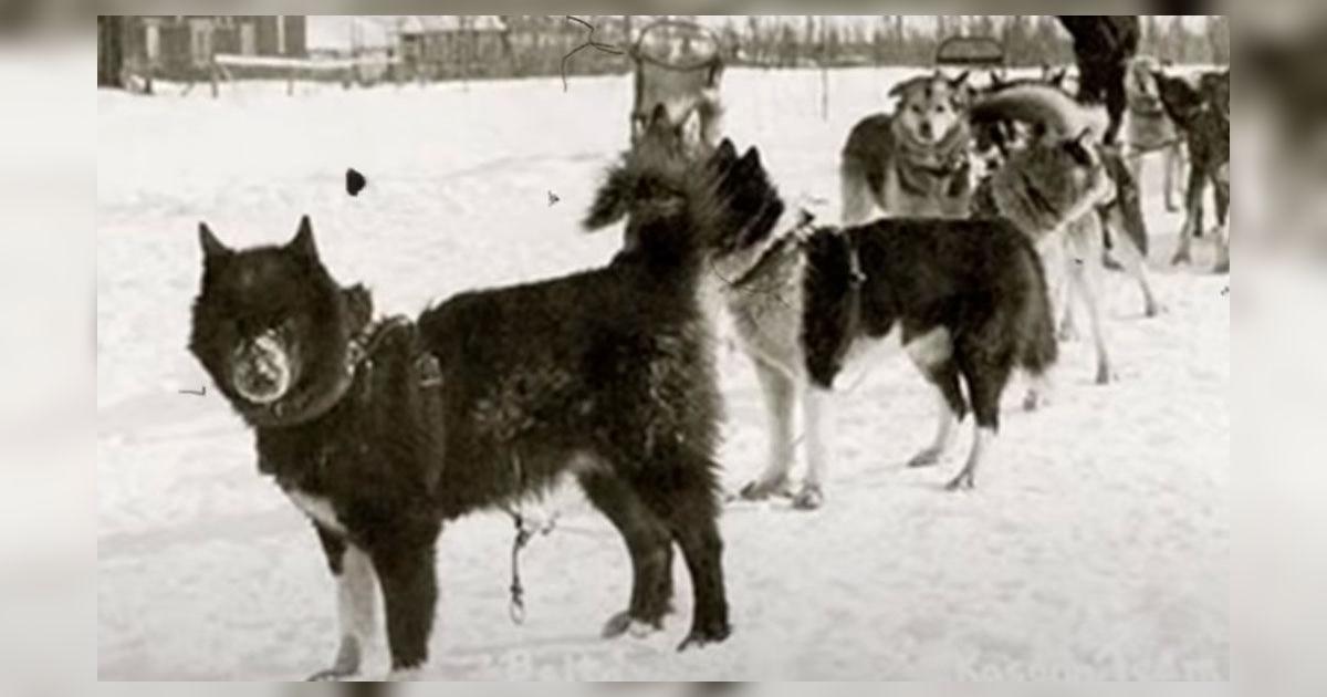 YouTube viral: Conoce a Togo, el husky que salvó a Nome y no Balto como ...
