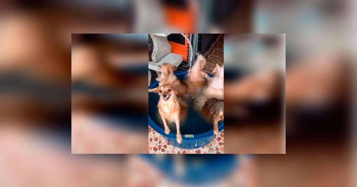 YouTube viral: mujer baña por primera vez a sus cinco perros en una ...