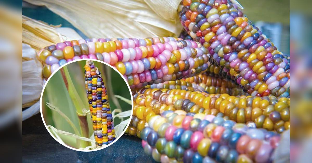 Maíz natural o artificial : conoce el glass gem corn, el maíz más ...