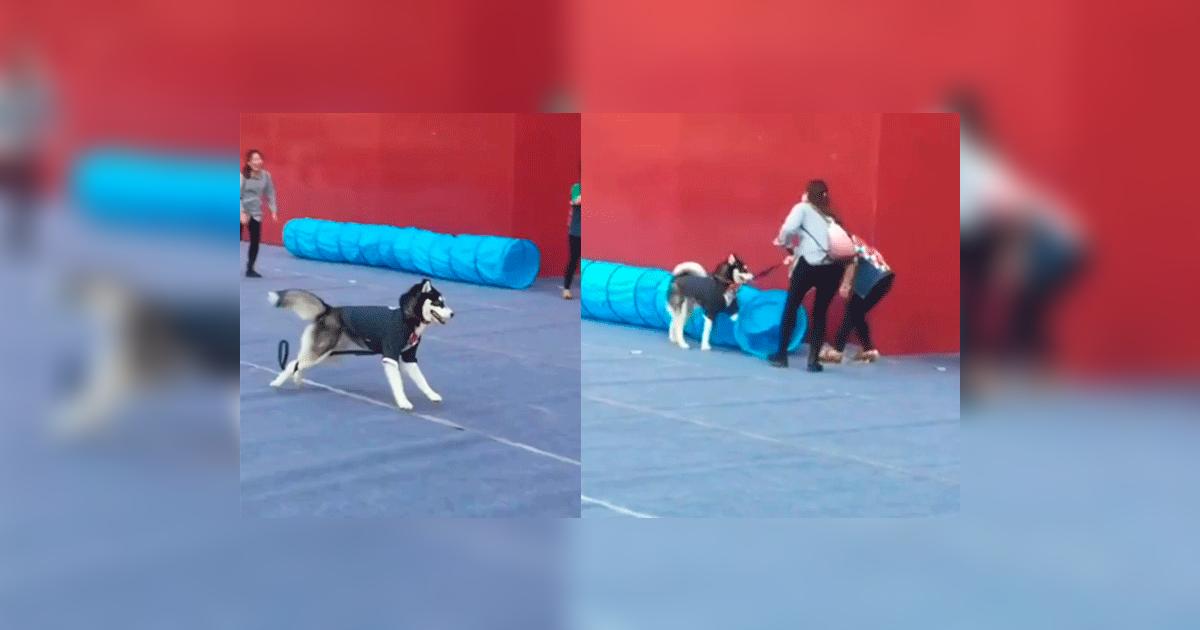 Facebook viral: perro deja en ridículo a su dueña en importante ...