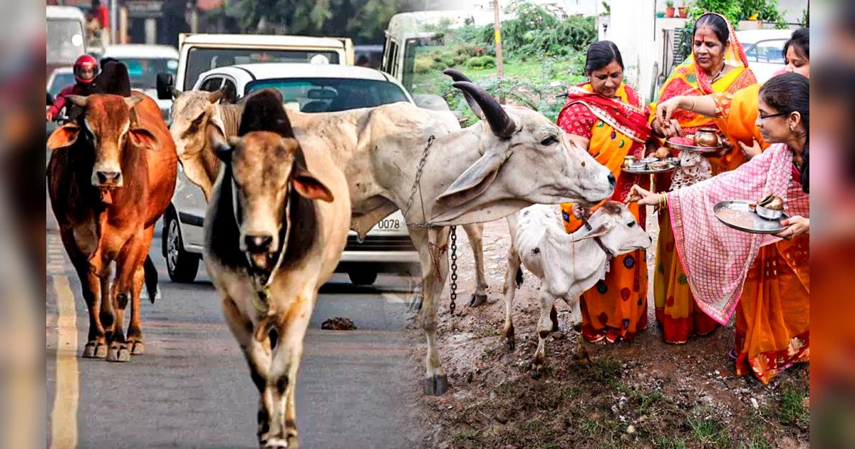 ¿Qué ocurre si una persona mata a una vaca en la India? | Hindúes ...