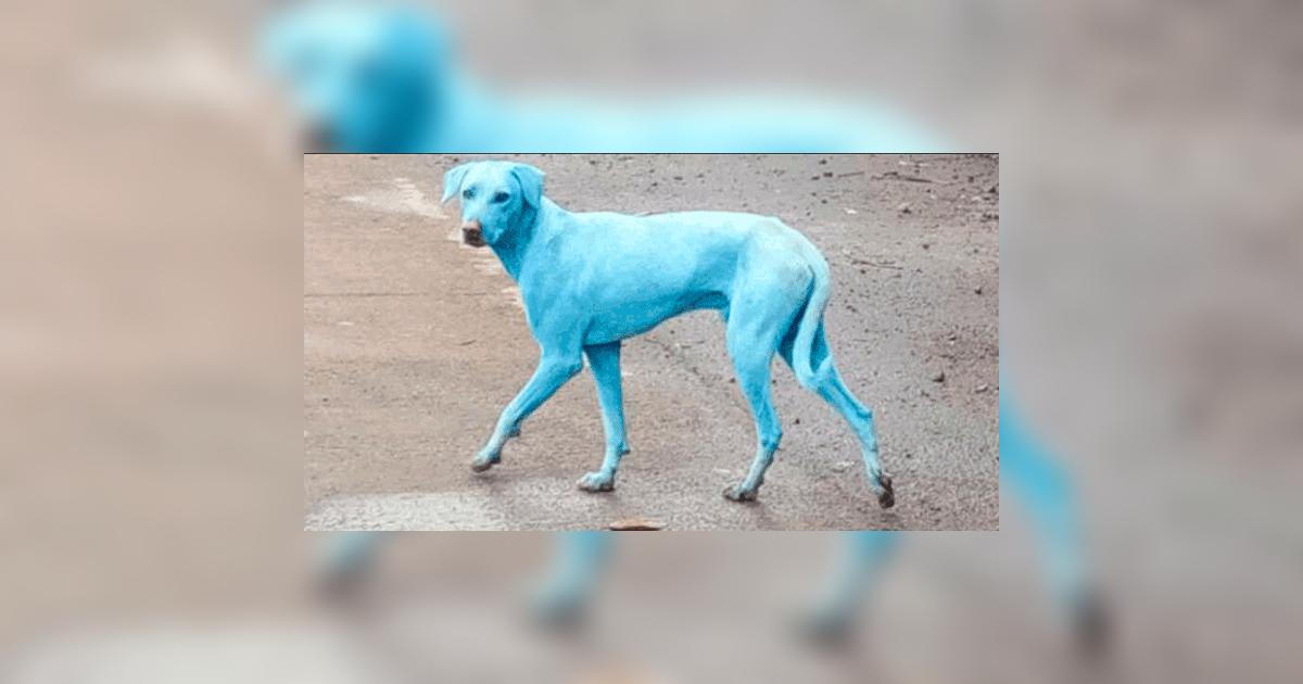 Revelan la verdad detrás de la aparición de perros azules en India ...