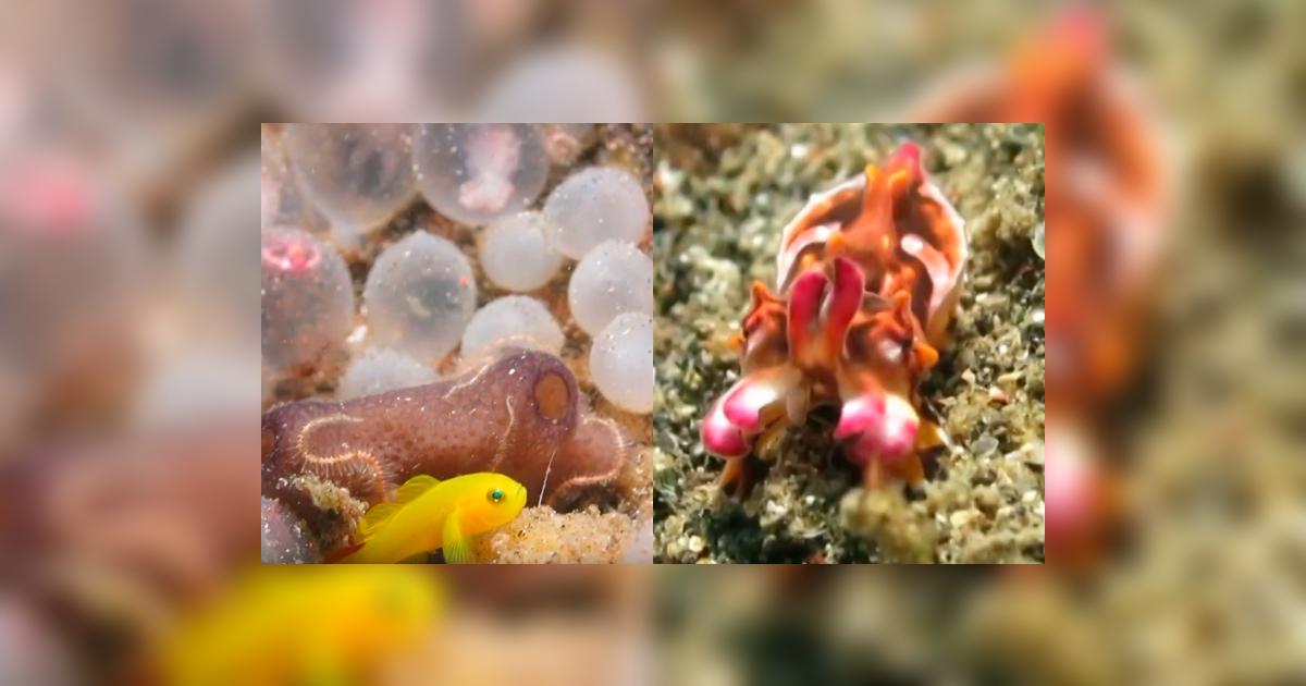 YouTube viral: buzo capta el nacimiento de un precioso animal acuático ...