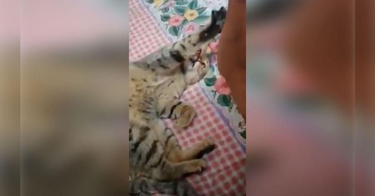 Facebook viral: gato escucha a su dueño decir ‘chócala’ y estira su ...