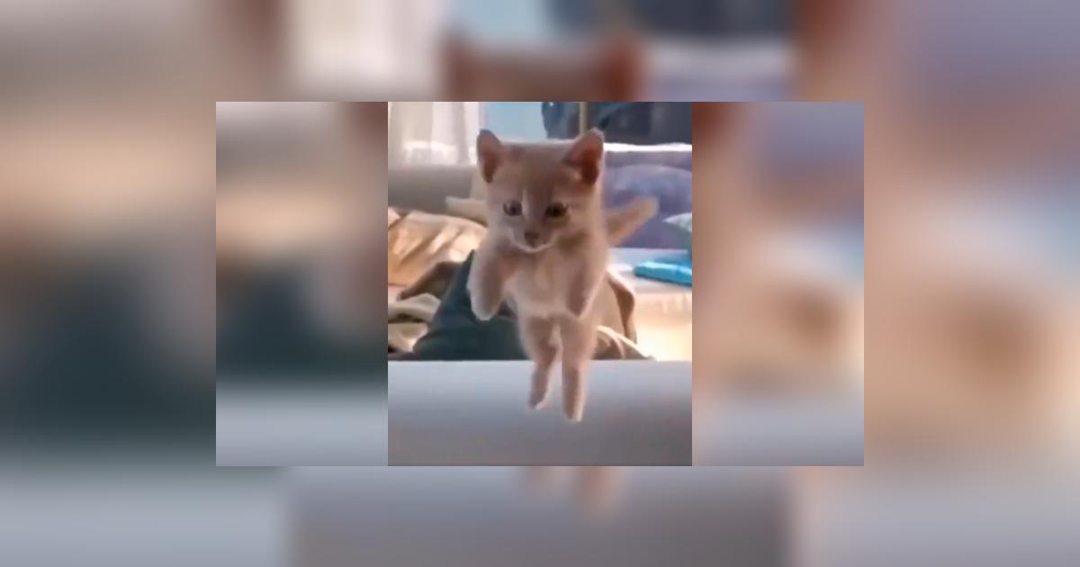 Facebook viral: pequeño gato intenta perder su miedo al saltar por ...