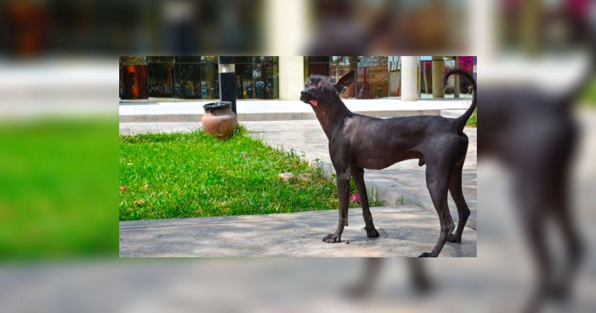 Perro peruano: historia de este peculiar animal que pasó del olvido a ...