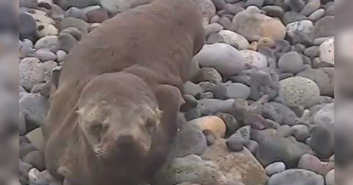 San Miguel: reportan lobo de mar varado en playa Los Domos | Sociedad ...