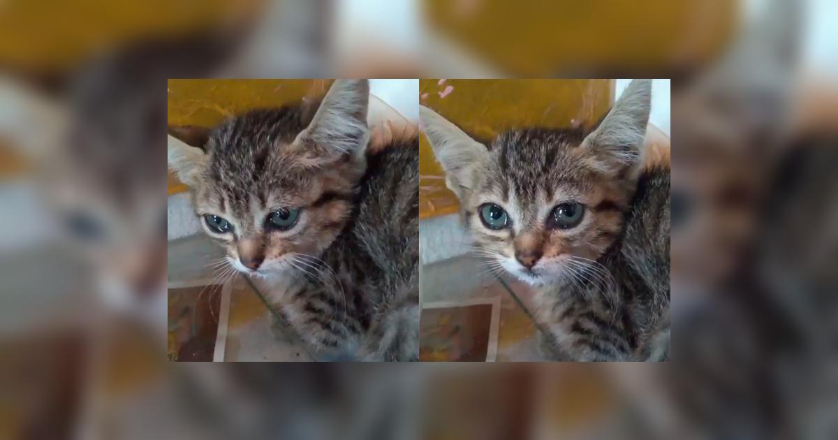 Facebook: miles se conmueven al ver como un gatito llora tras ser ...
