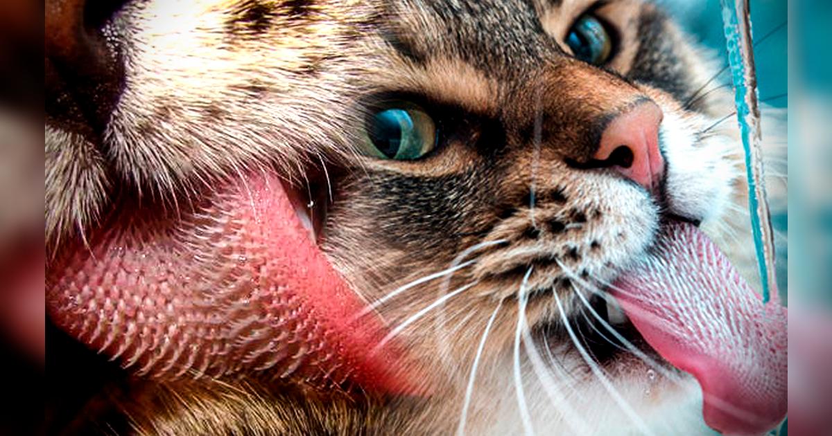 ¿Por qué los gatos tienen la lengua áspera y para qué les sirve ...