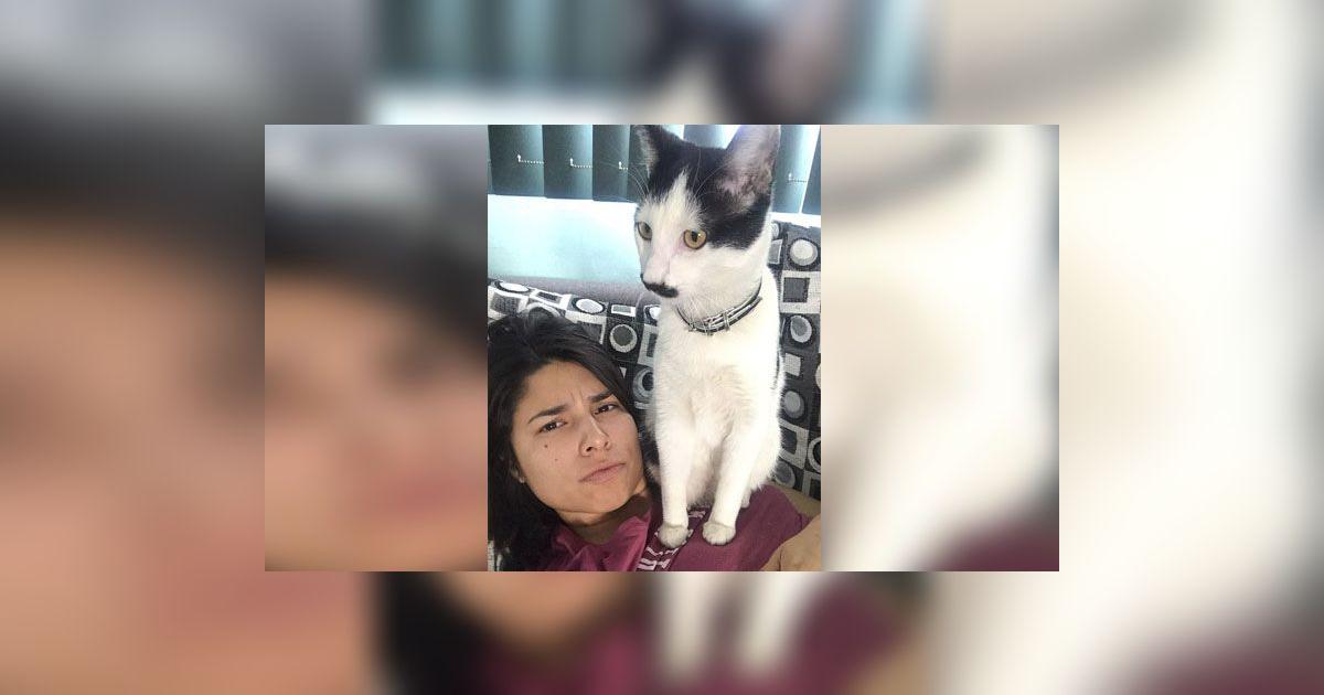 Facebook viral: adorable gato con bigote es comparado con Hitler y se ...