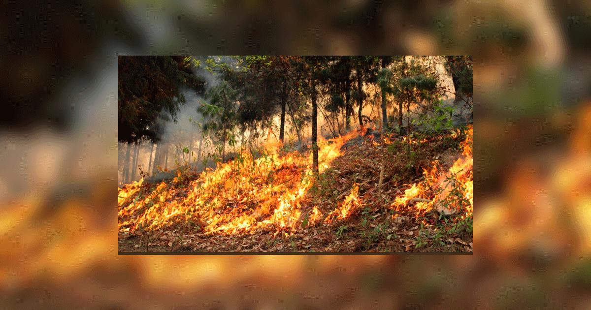 Incendio Amazonas: cuáles fueron los últimos incendios forestales en la ...