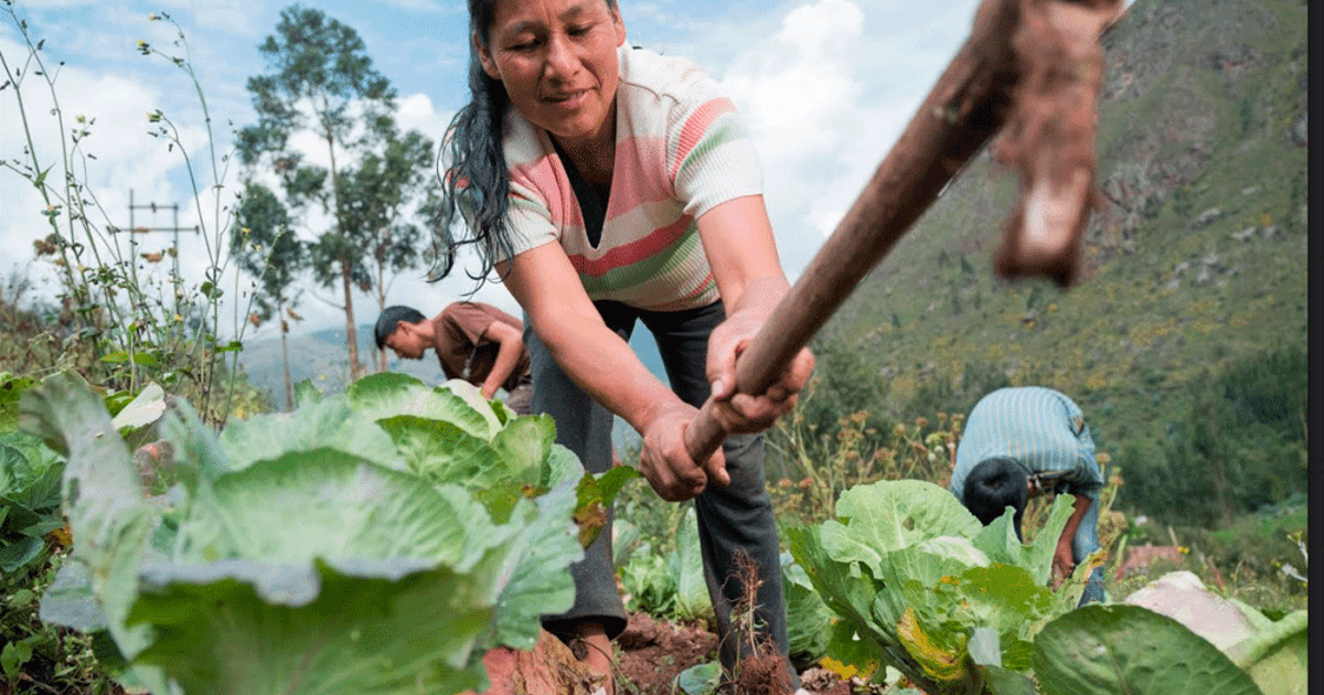 Productores Agroecológicos Piden Mayor Atención Del Estado Sociedad